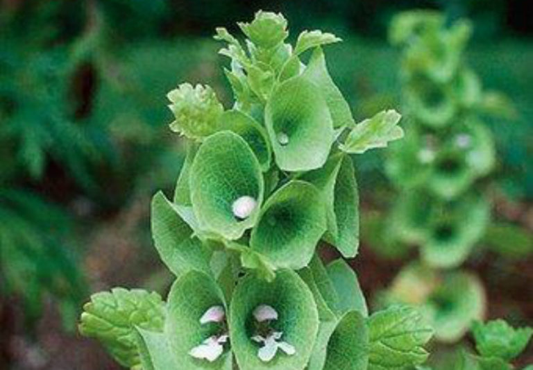 Molucella laevis (Bells of Ireland) - Grofit Flower Seeds